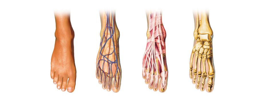 anatomia stóp - Strona główna